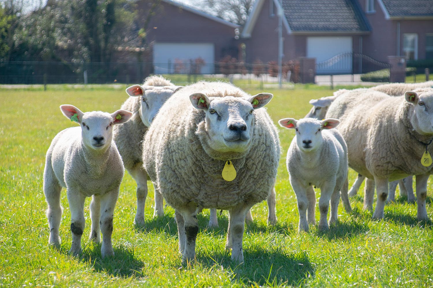 Berkvens – Engelse Texelaars